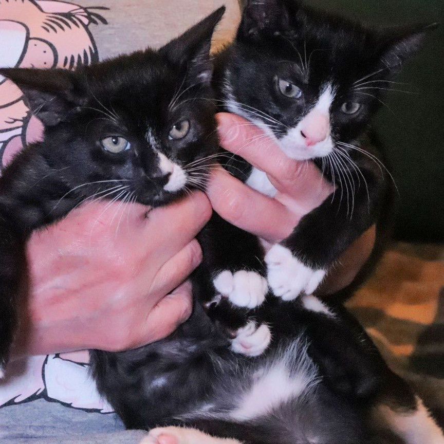 Котята черные
