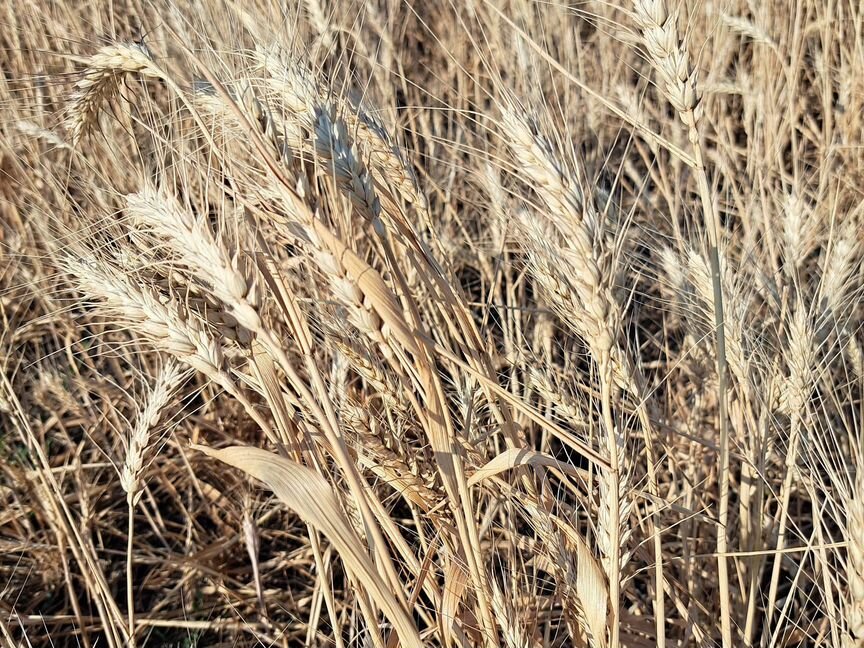 Зерноотходы