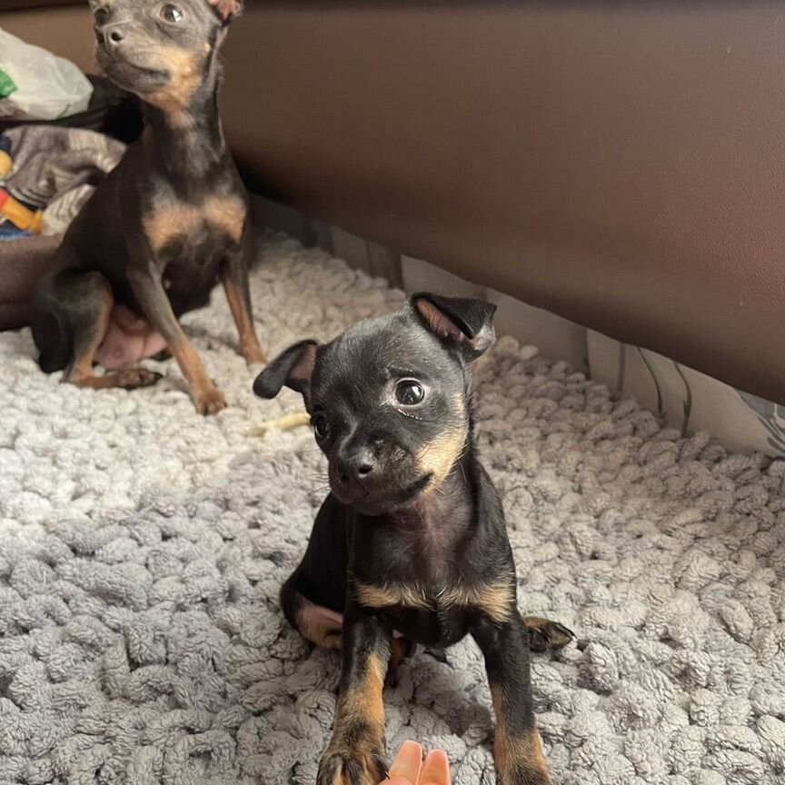 Мини той-терьер щенки