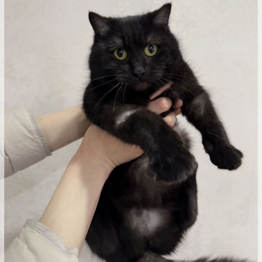 Кошка стерилизована 1 год