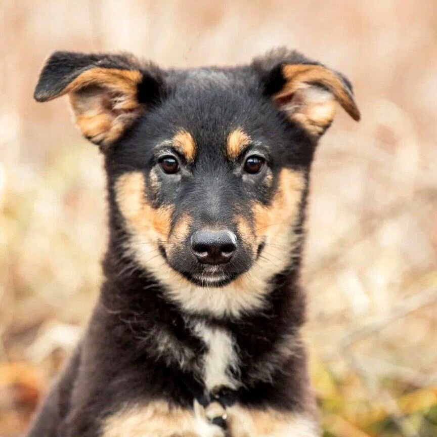 Щенок в добрые руки