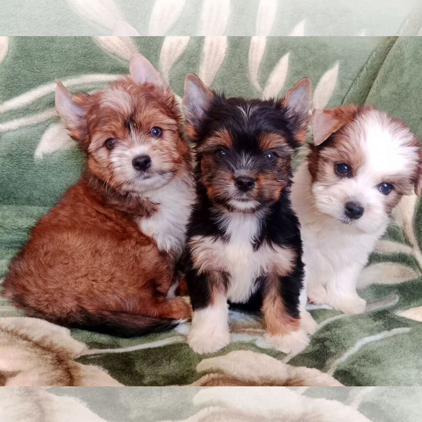 Красавчики