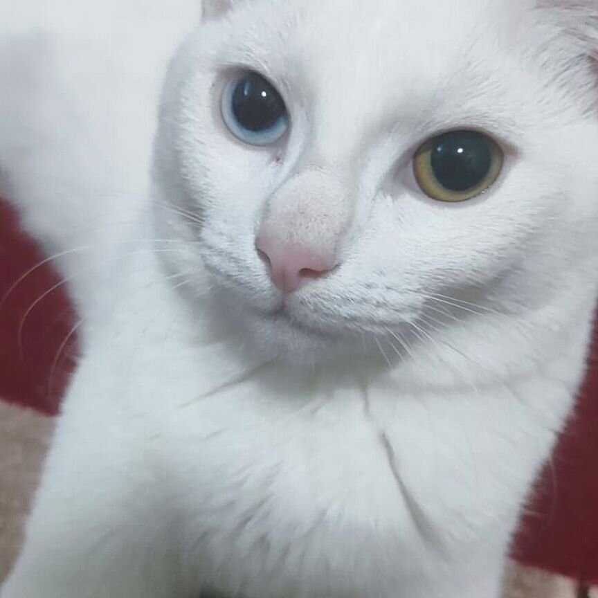 Кот