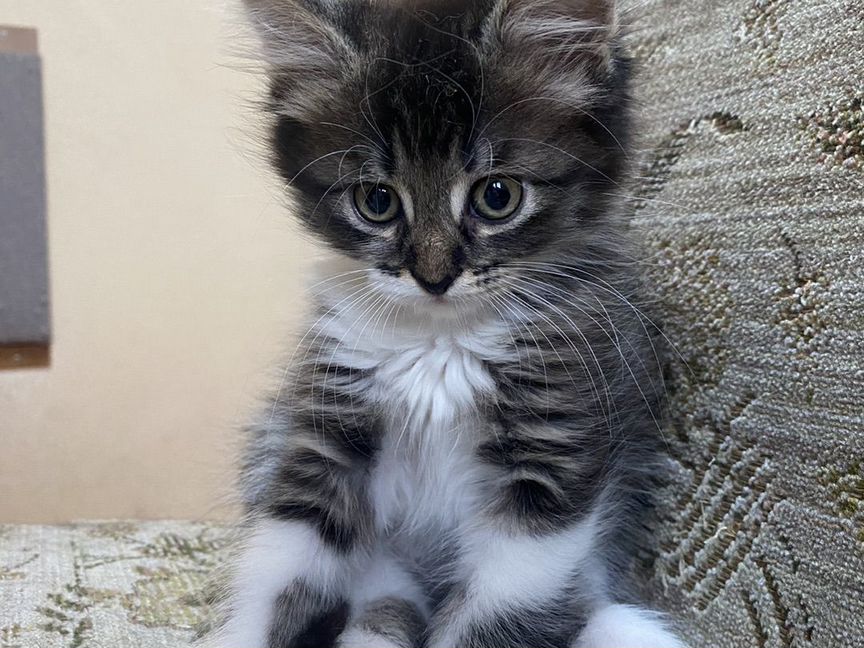 Красивые котята