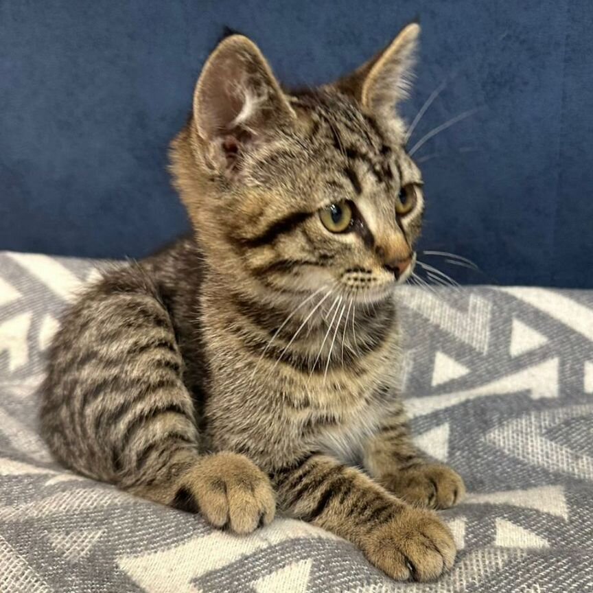 Котёнок мальчик в добрые руки