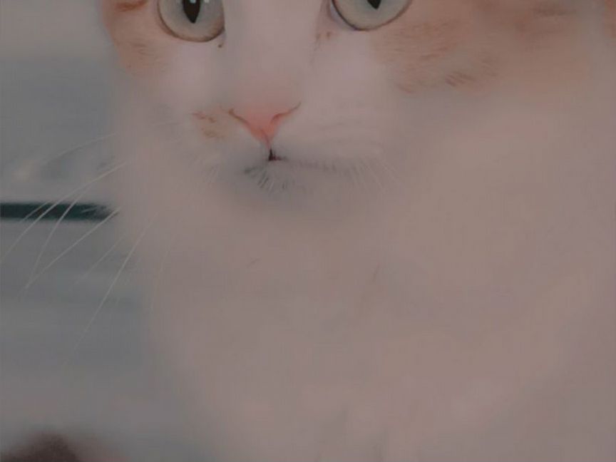 789124844751 кошке 1 год порода богатка