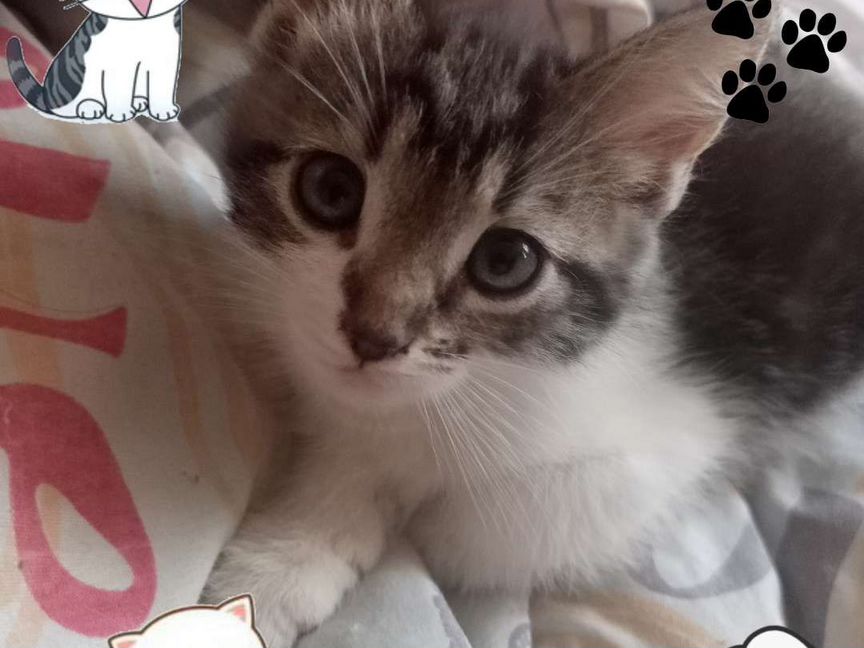 Котята Котятки Кошки
