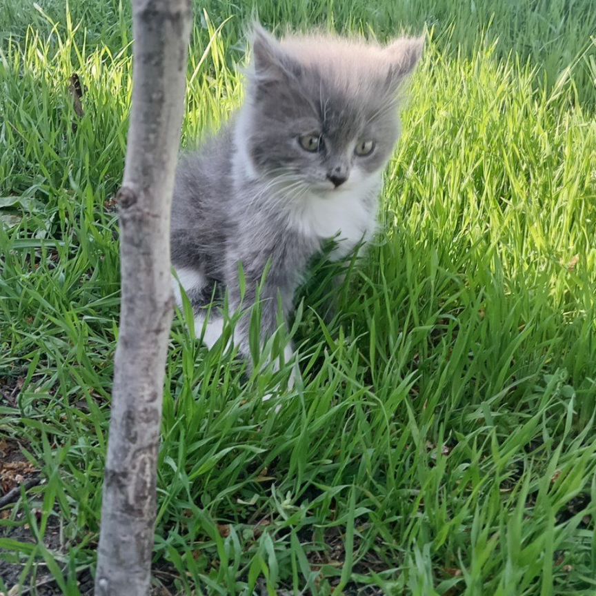 Котята