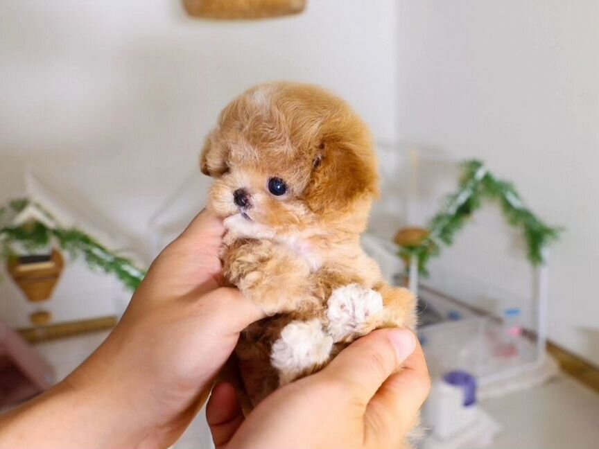 Мальтипу Микро из Южной Кореи