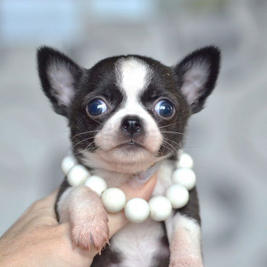 Чихуахуа мини девочка
