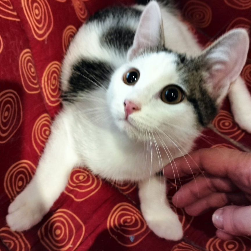 Котенок бесплатно