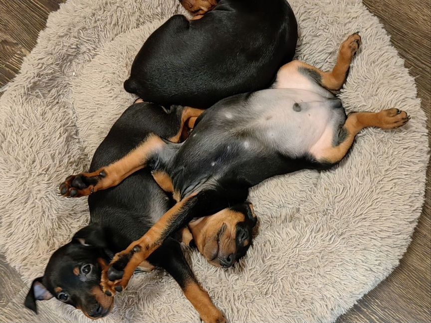 Щенки цвергпинчера мини