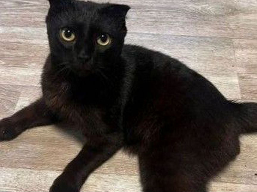 Вислоухий котик Блэк в очень добрые руки