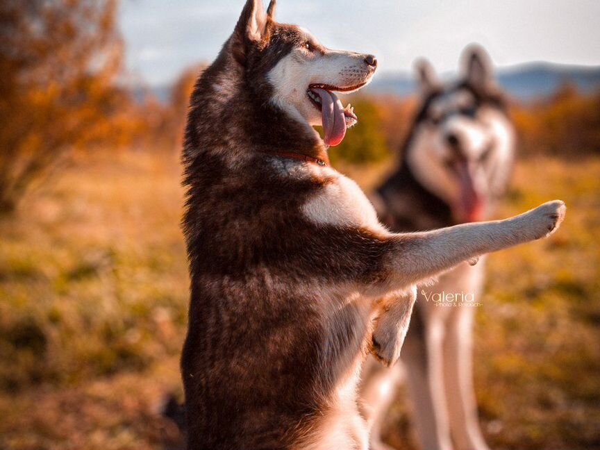 Собака в добрые руки