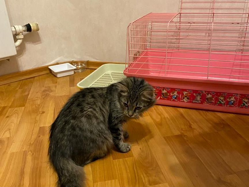 Тигровая малышка