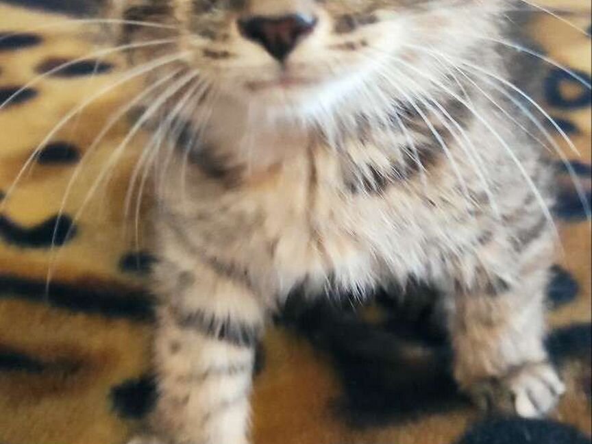 Кошка в дар