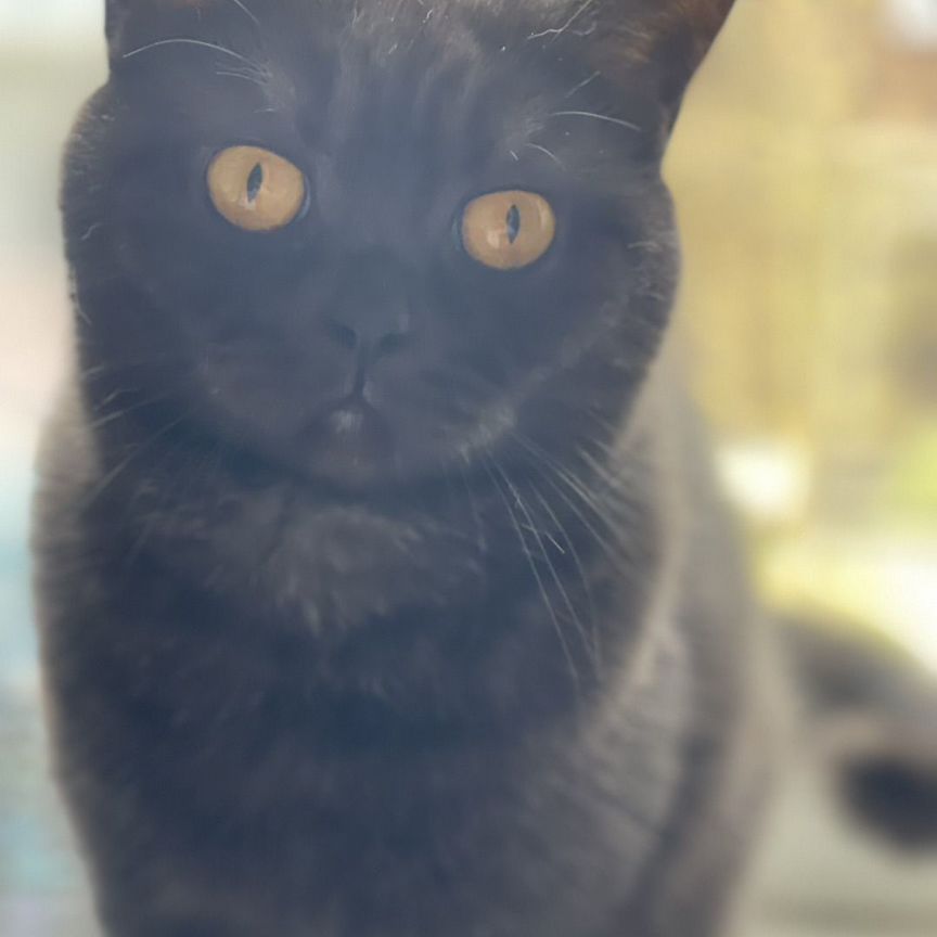 Кошка, 1.5 года
