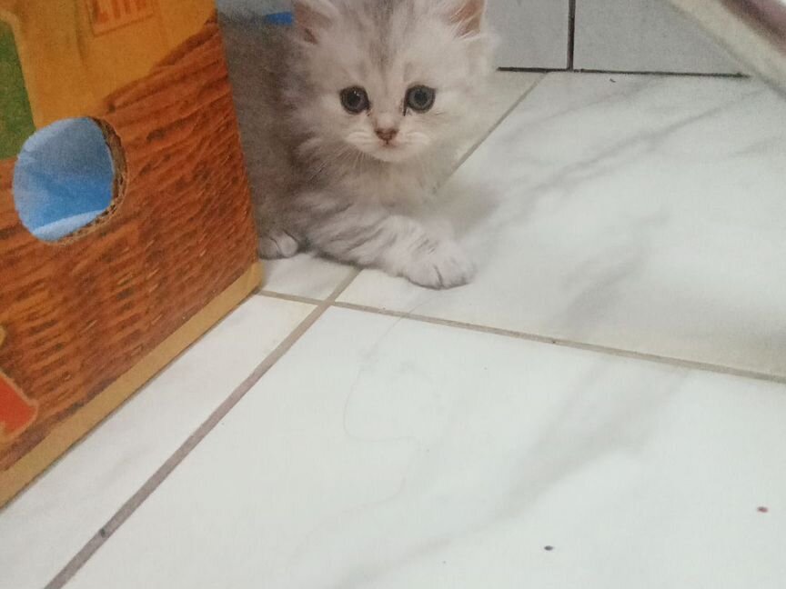 Котёнок британец плюшевый