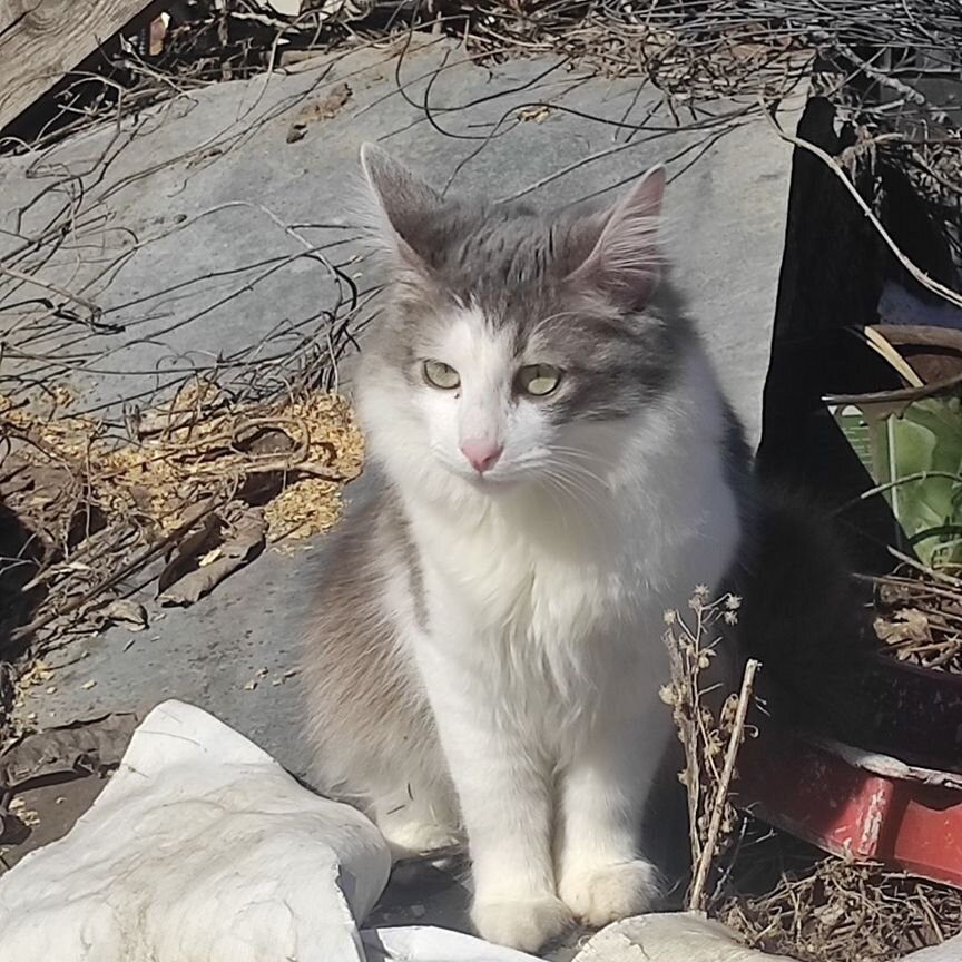 Потерялся кот