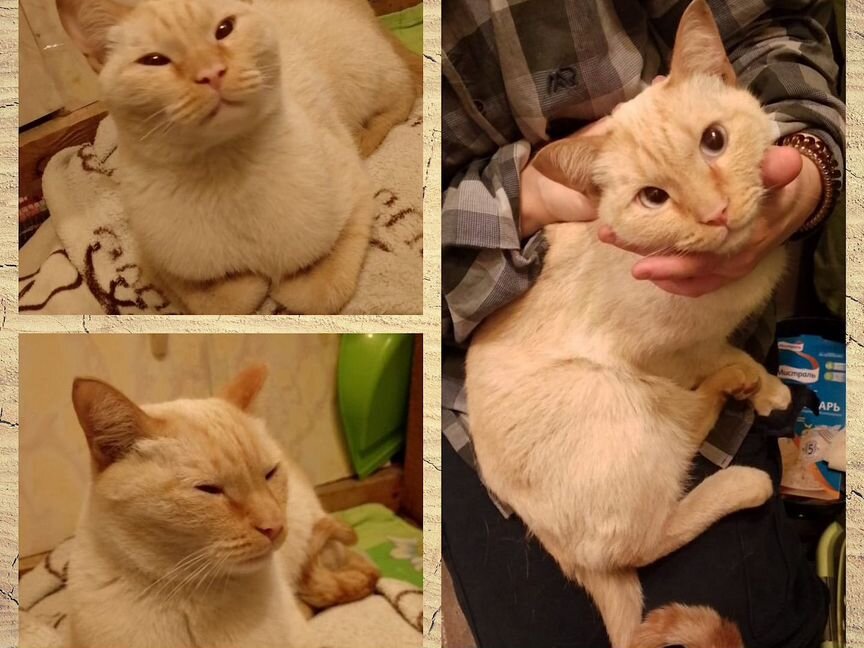 Котик