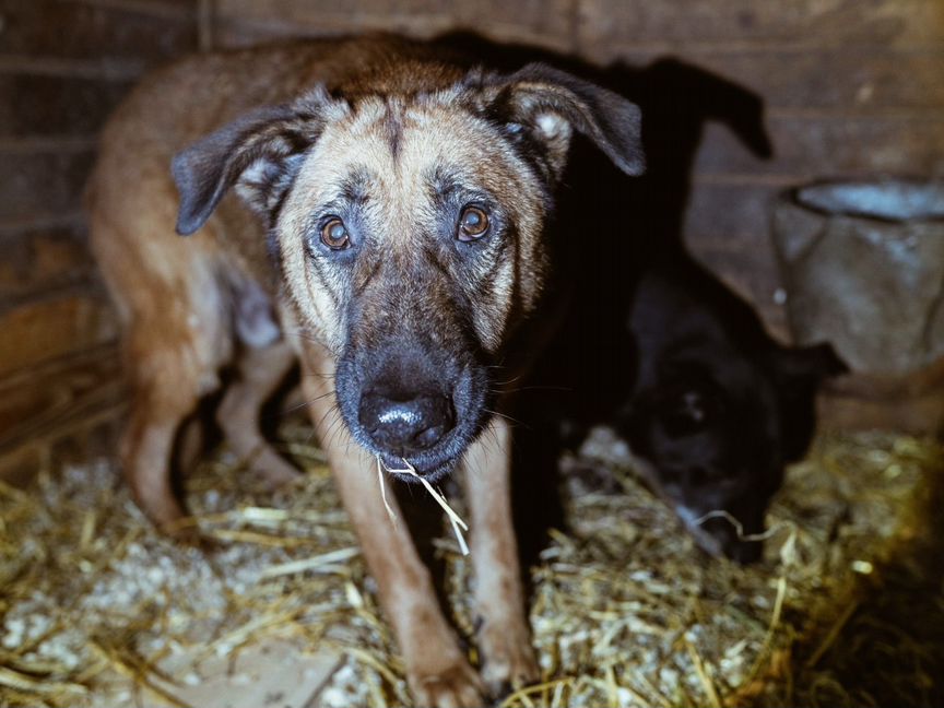 Собака в добрые руки