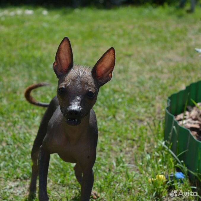 Бронзовый мачо мексиканской голой мини