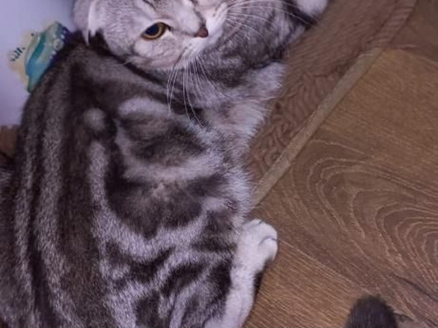 Шотландский кот на вязку