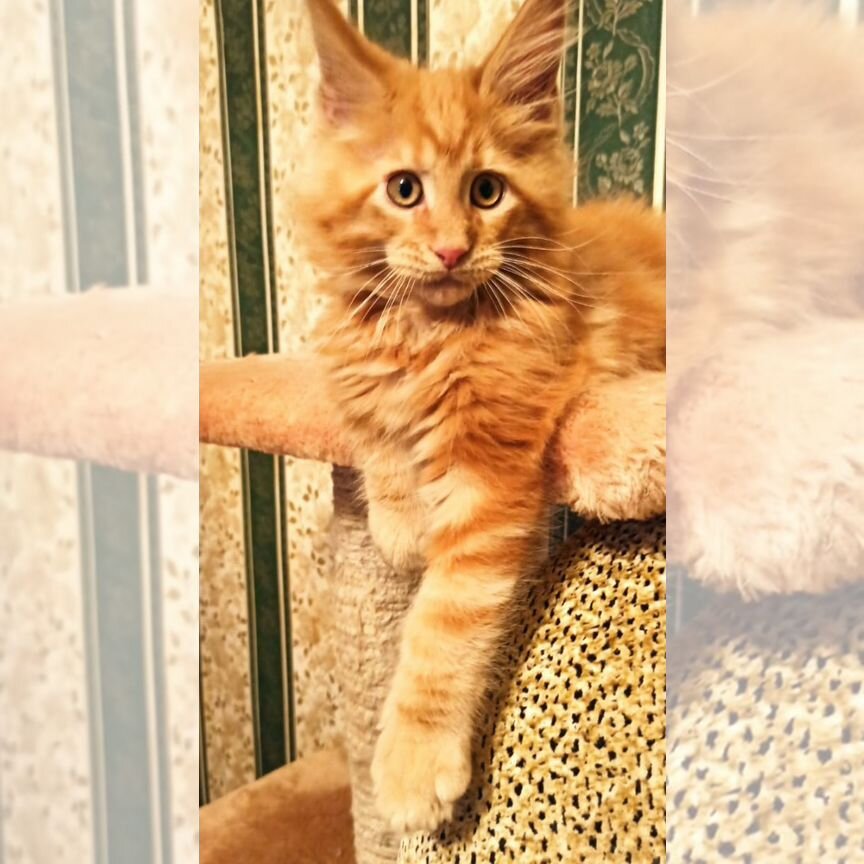 Коты мейн-кун полидакт