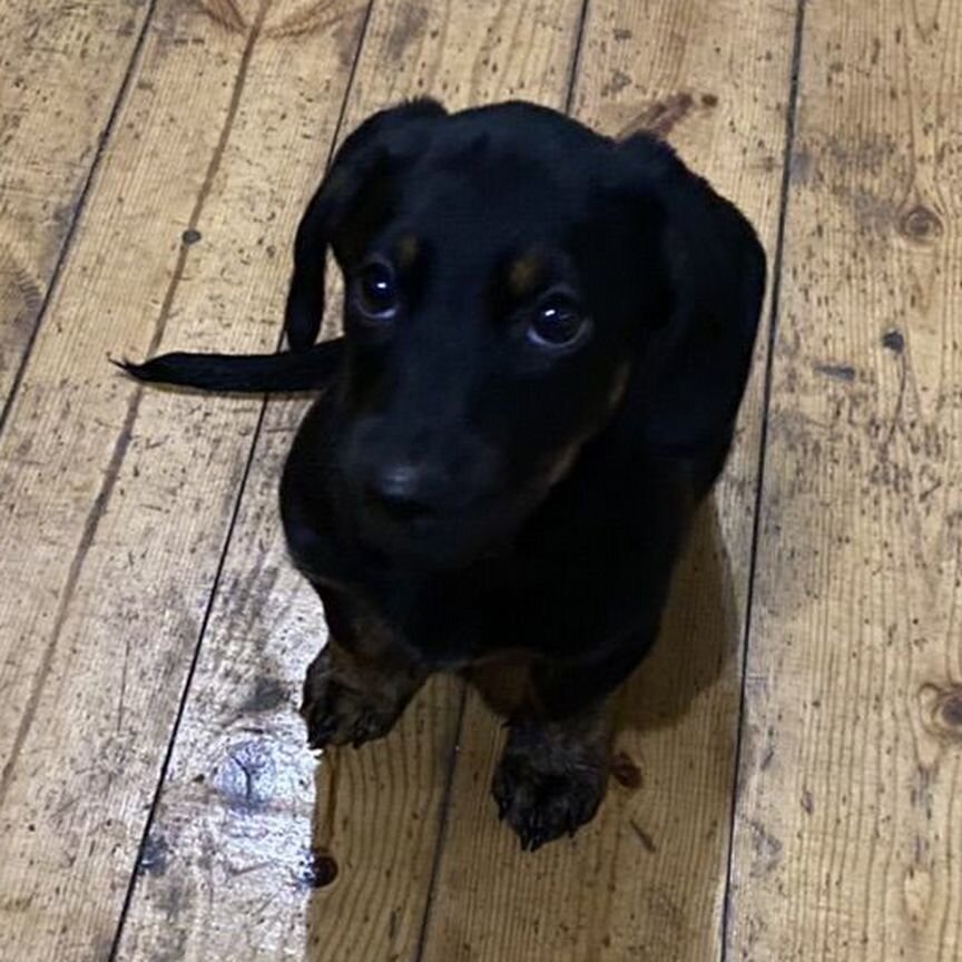 Такса, щенок