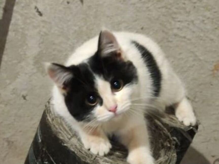 Котенок в добрые руки