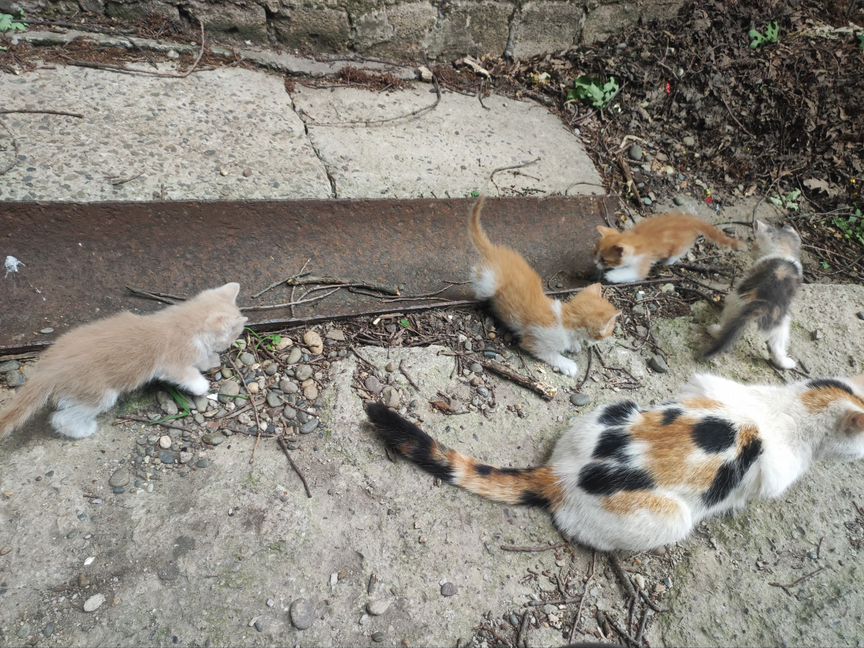 Котята домащние 4 шт