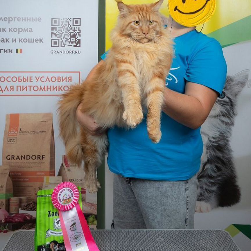 Мейн-кун котёнок