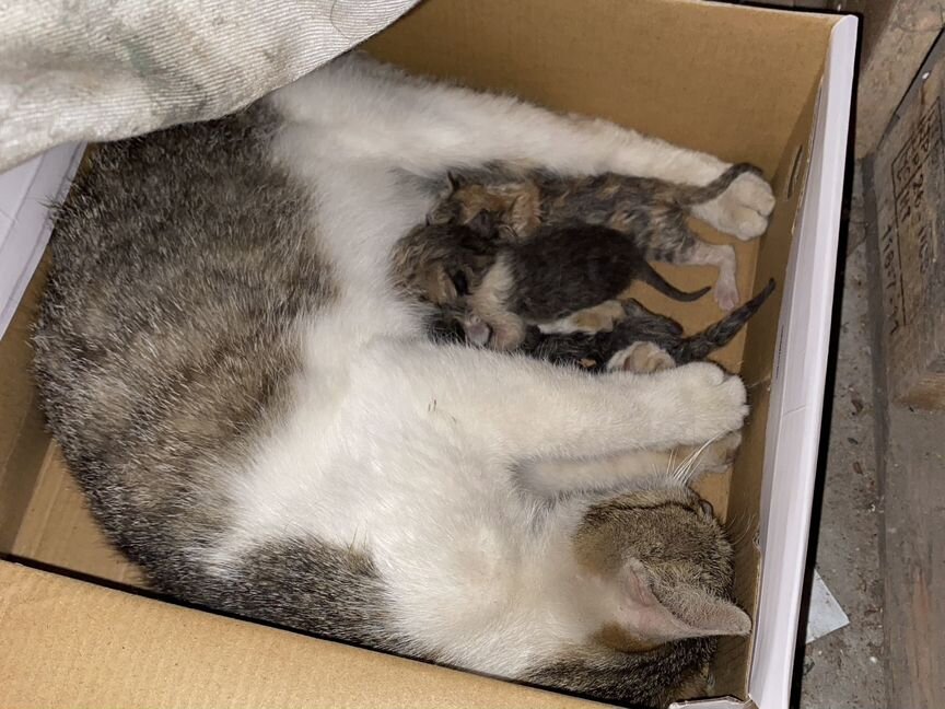 Котята в добрые руки даром бесплатно