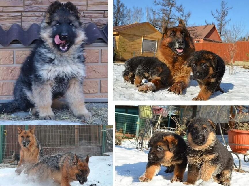 Щенки немецкой овчарки с доставкой
