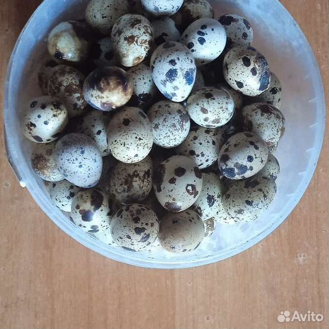 Яйца перепелиные домашние Фараоны