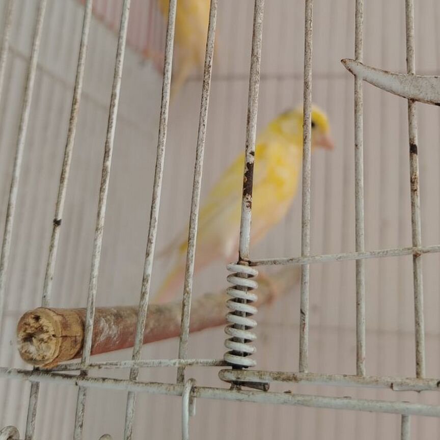 Канарейки