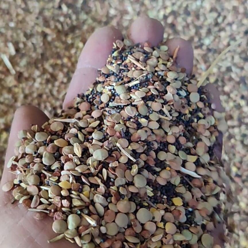 Отходы чечевицы