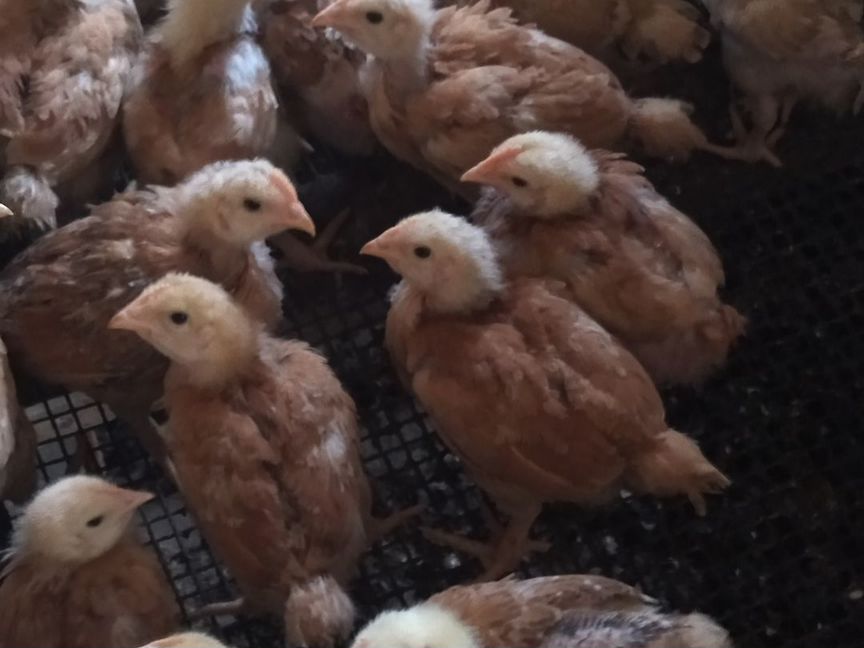 Цыплята ред бро