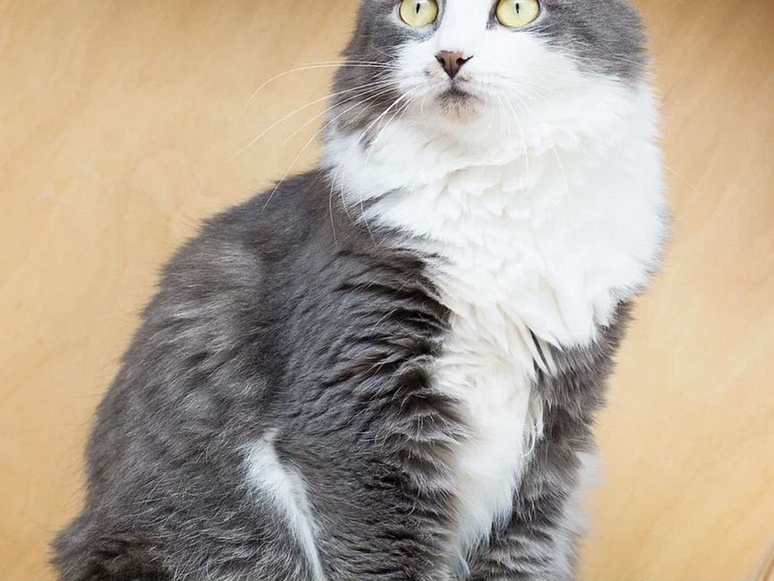 Пушистая Кошка с экзотическим именем Ангрббода