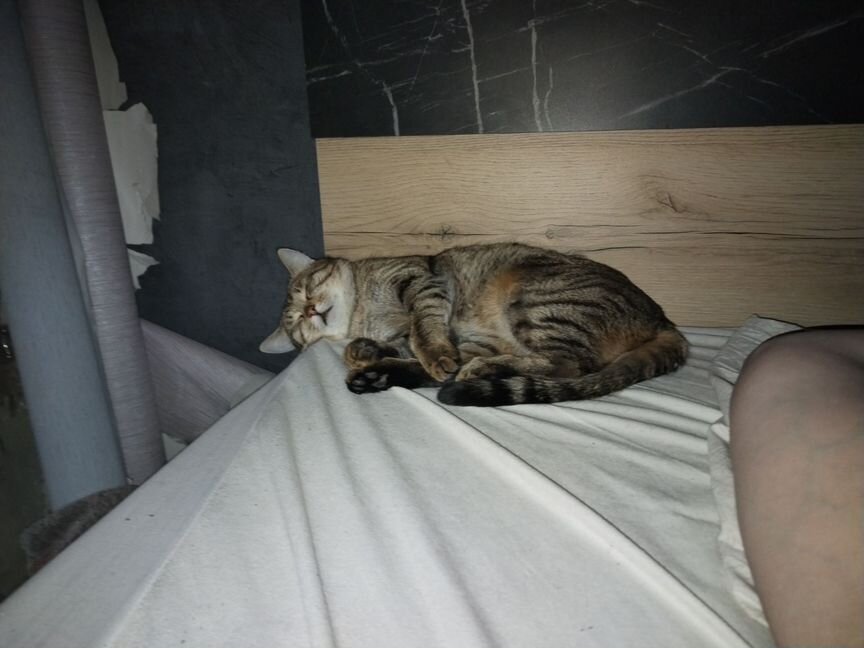 Кот Марс