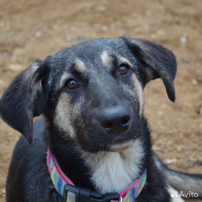 Метис овчарки