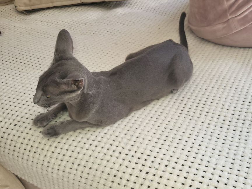 Котята ориенталы