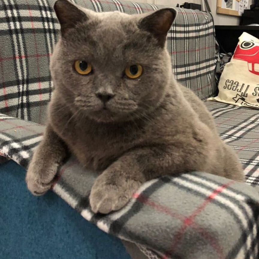 Царская кошка