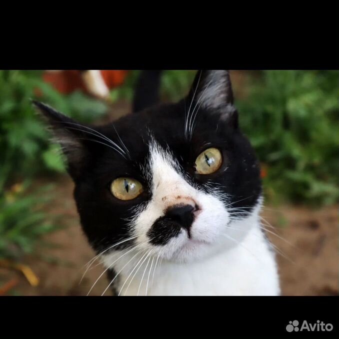 Кот, кошка, котята из разных стран
