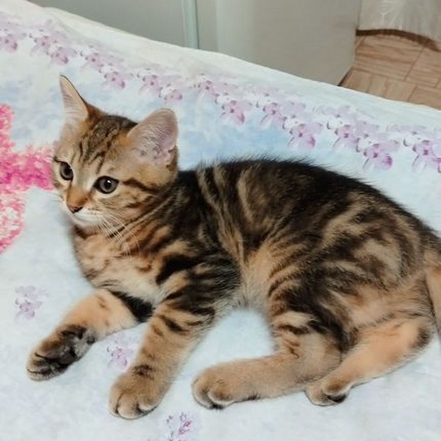 Британский кот