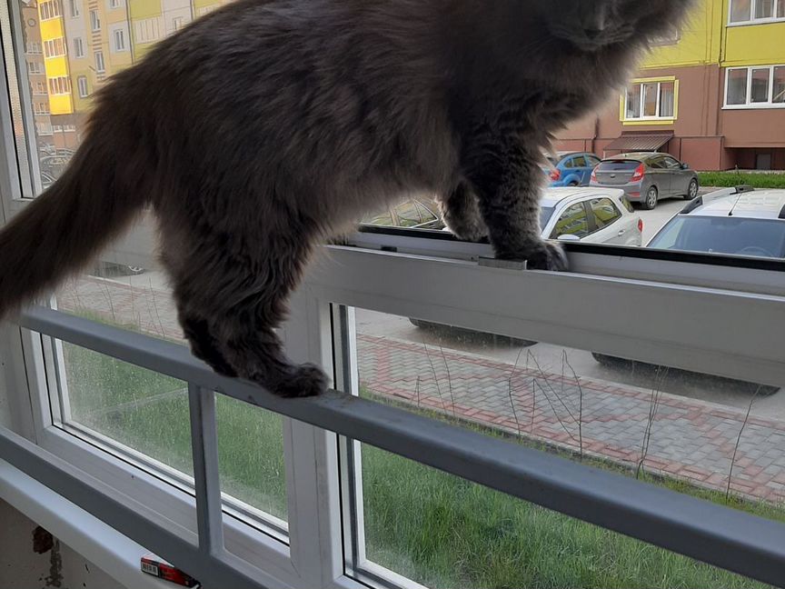 Котик в добрые руки