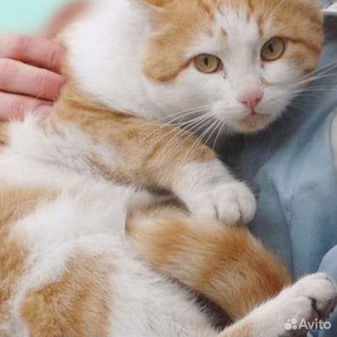 Кота выкинули в завязанном сахарном мешке
