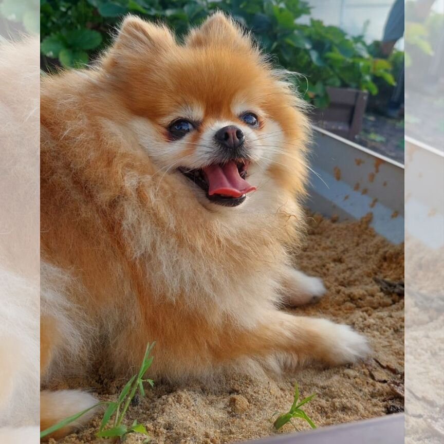 Померанский шпиц, взрослая собака