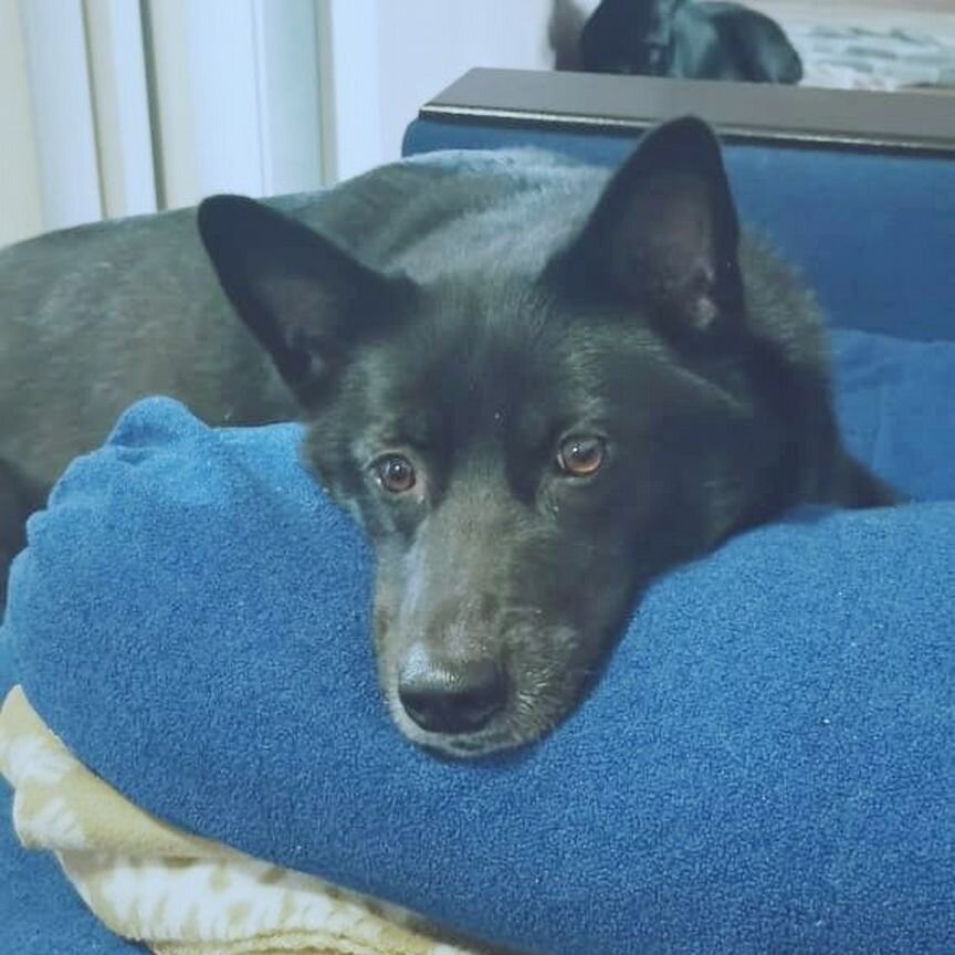 Лайка (метис) в добрые руки