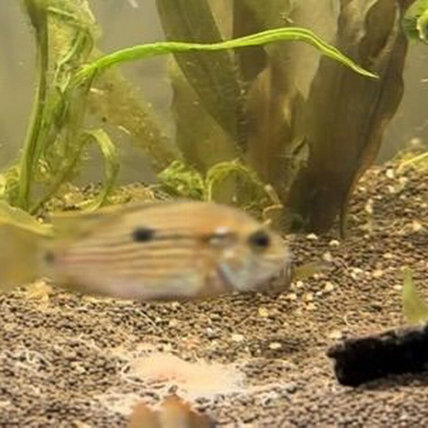 Акара бирюзовая